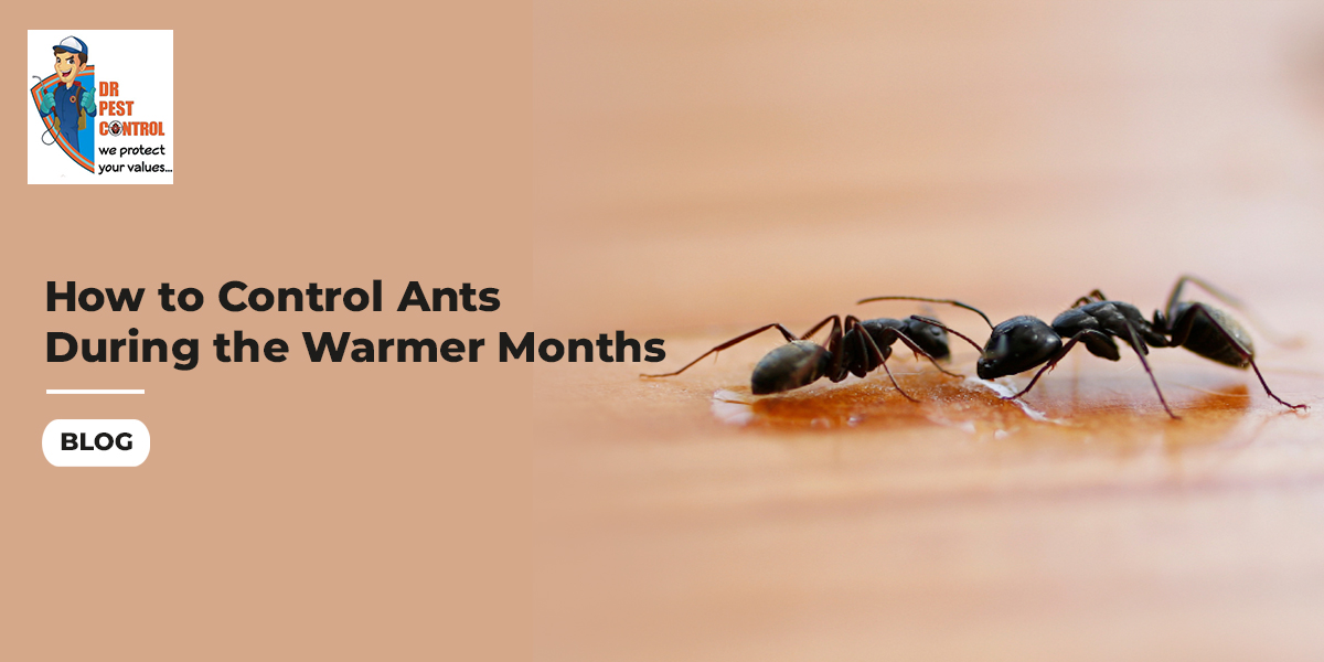 How to Control Ants During the Warmer Months | Blog